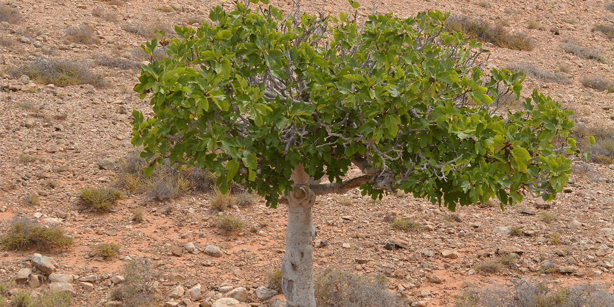 Fig Trees, Empty Faith, And Jesus – Witkowski Blog